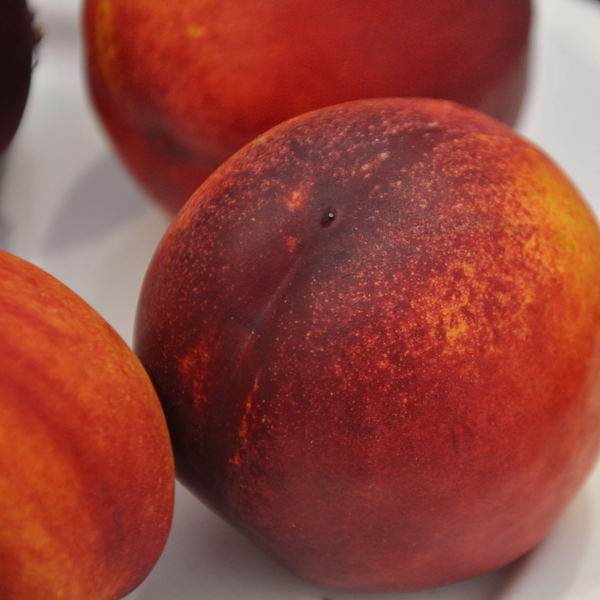 Snow Queen Nectarine Tree Gift | Nectarine Trees Delivered
