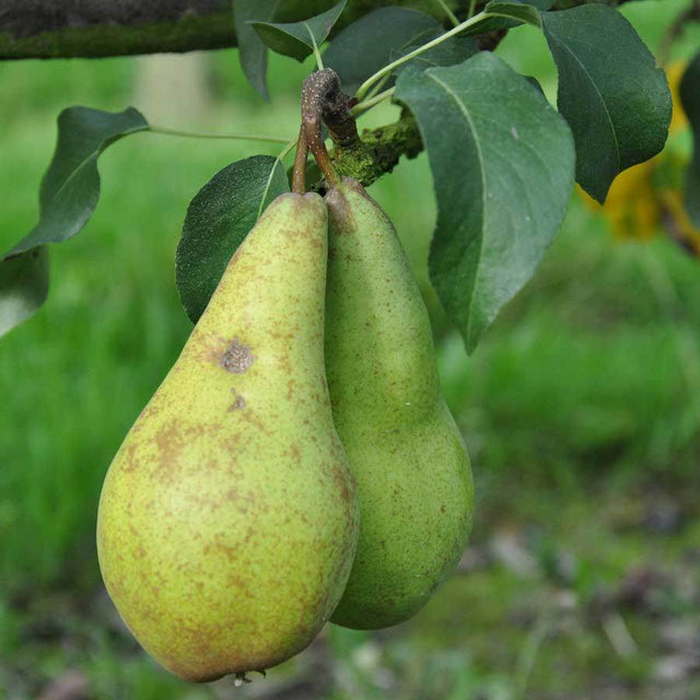 Concorde Pear Tree Gift | Concorde Pear Trees Delivered