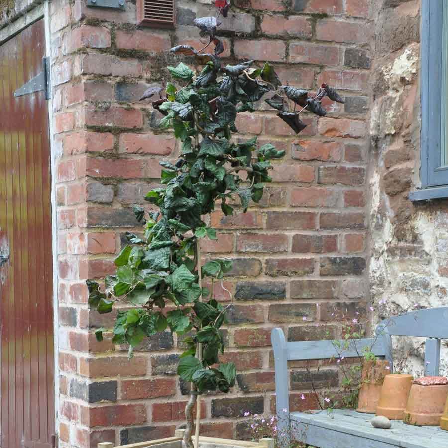 Red Majestic Corkscrew Hazelnut Tree Gift | Red Hazel Tree