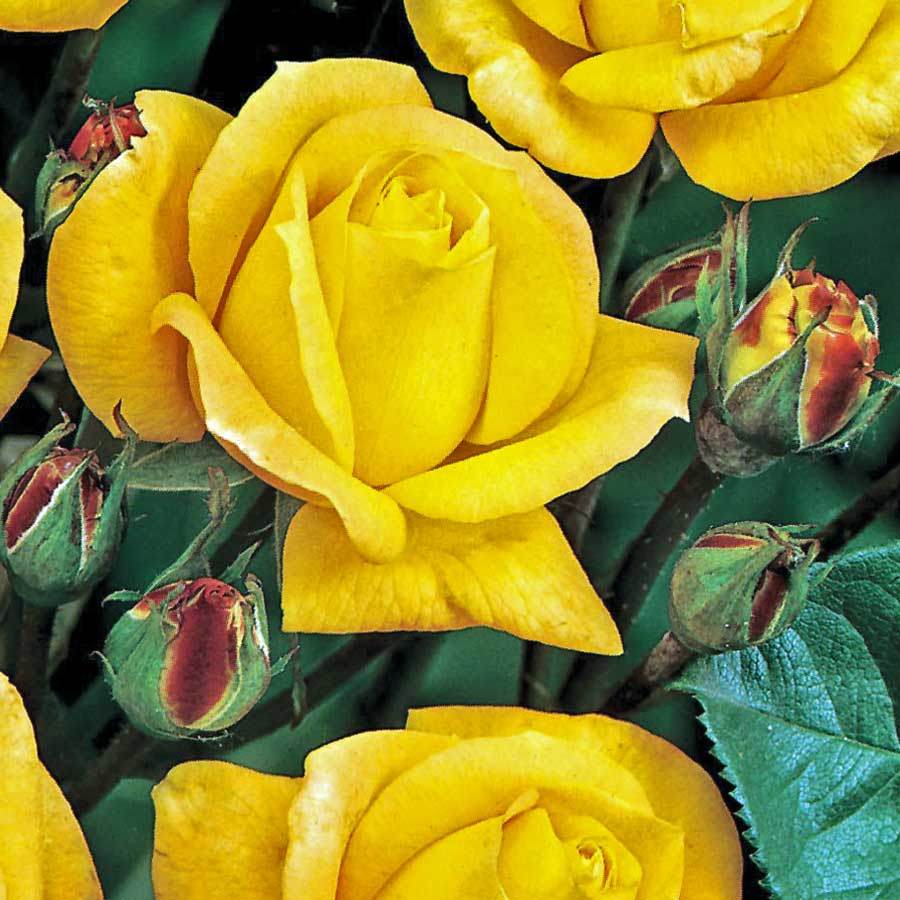 Arthur Bell Climbing Rose Gift | Order a Climbing Rosa 'Arthur Bell'