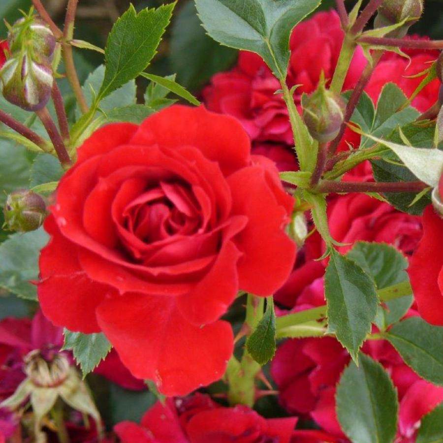 Remembrance Patio Rose Gift | Red Memorial Patio Rose