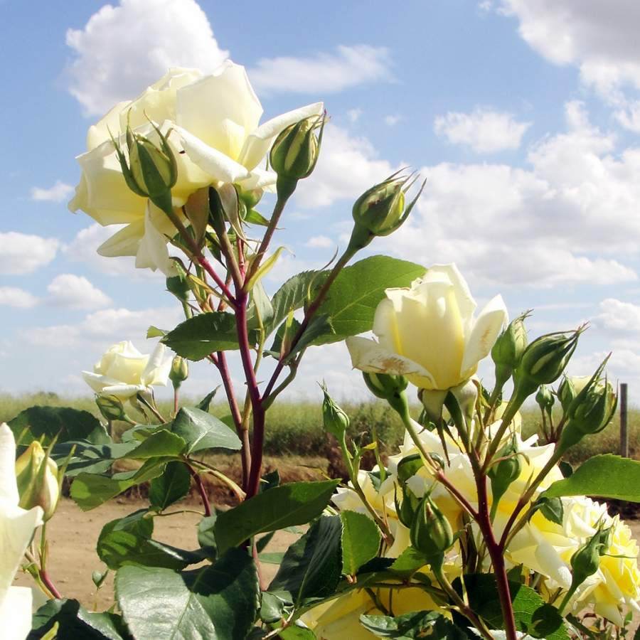 Send an At Peace Rose Bush - Delivered to UK addresses