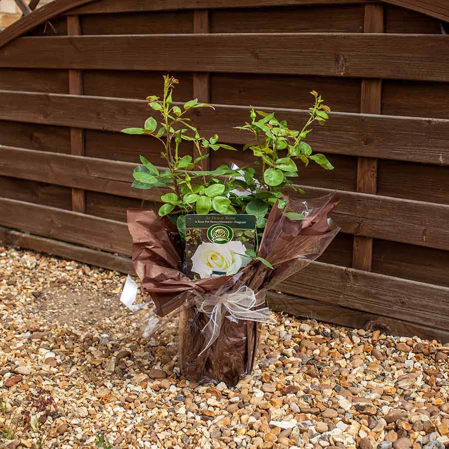 Send an At Peace Rose Bush - Delivered to UK addresses