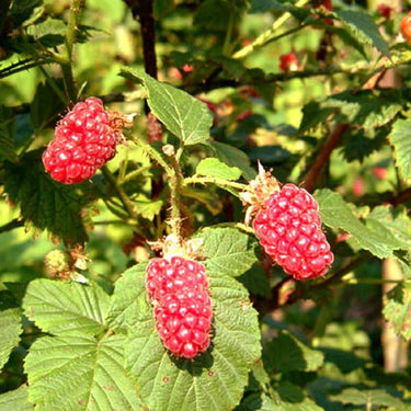 Berry Box Gift: Send Blackberry Plant & Loganberry Plant – Tree2mydoor
