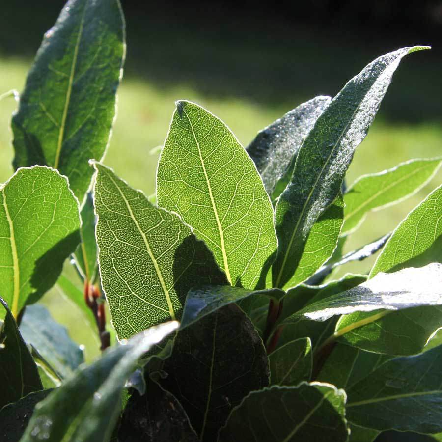 The Twisted Bay Tree Gift | Send a Bay Tree with Tree2mydoor