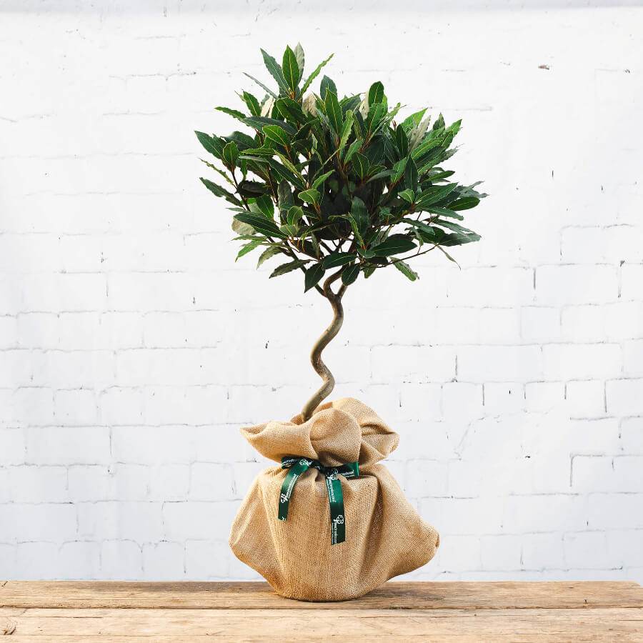 The Twisted Bay Tree Gift | Send a Bay Tree with Tree2mydoor – Tree2mydoor
