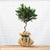 The Twisted Bay Tree Gift | Send a Bay Tree with Tree2mydoor