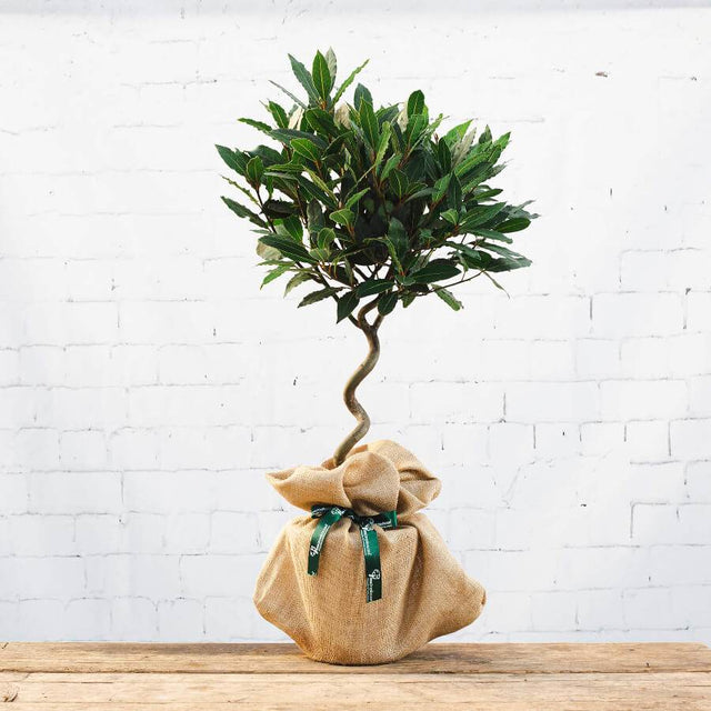 The Twisted Bay Tree Gift | Send a Bay Tree with Tree2mydoor