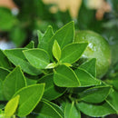 Chinotto Tree Gift | Send a Unique Campari Tree | Citrus Myrtifolia ...