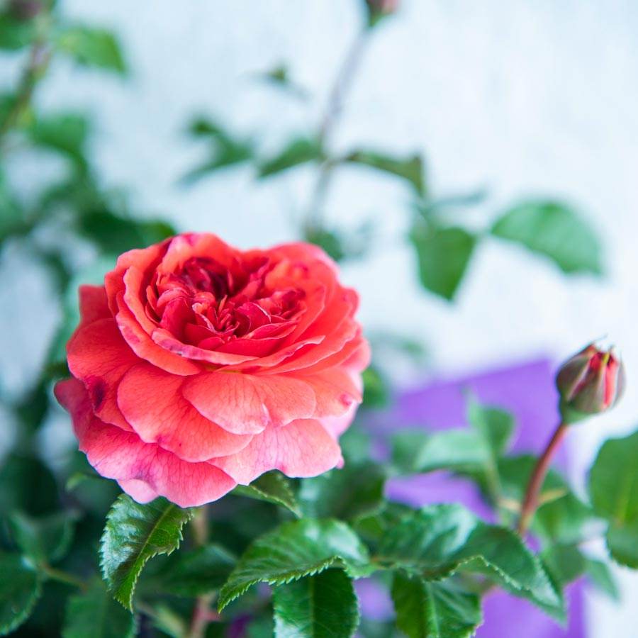 Best Friends Forever Rose Bush Gift | Send Pink Best Friends Roses