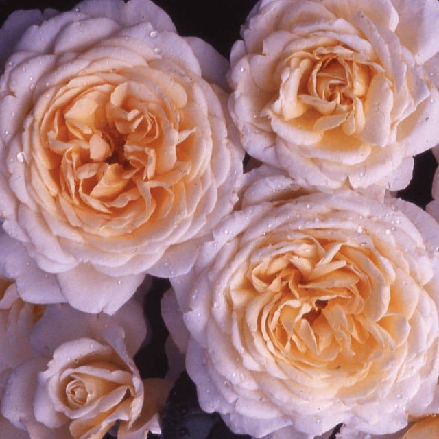 Best Teacher Ever Rose Bush Gift | Unique Teacher Gifts