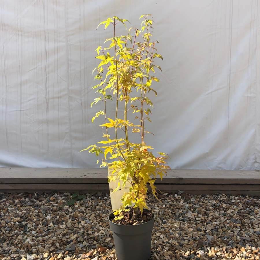 Bi Hoo Japanese Maple Tree Gift | Fast UK Delivery – Tree2mydoor