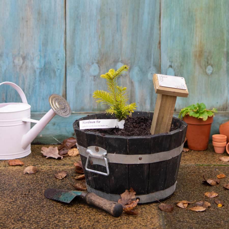 Birthday Tree Gift Pack | Tree Gift Ideas for Birthdays