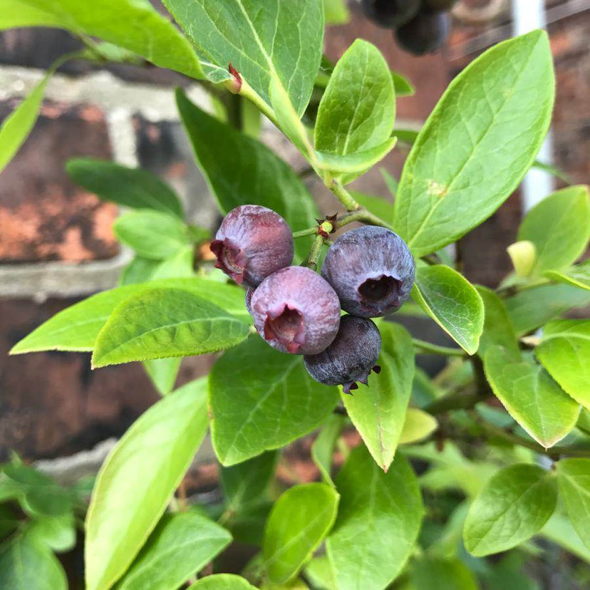 Blueberry Plant Gift | Gift-Wrapped High Quality Blueberry Plants