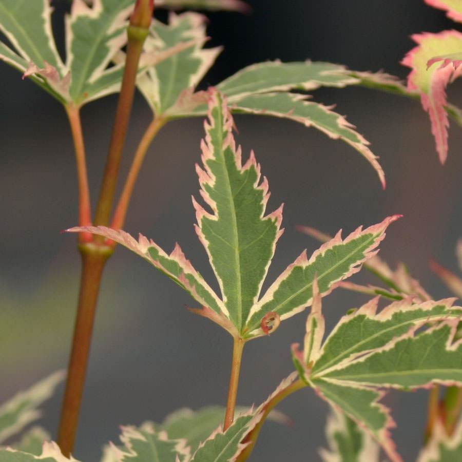 Butterfly Japanese Maple Tree Gift | Buy Acer ‘Butterfly’