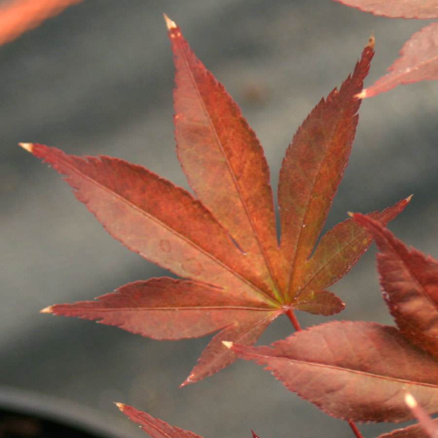 Fireglow Japanese Maple Tree Gift | Acer Palmatum Fireglow