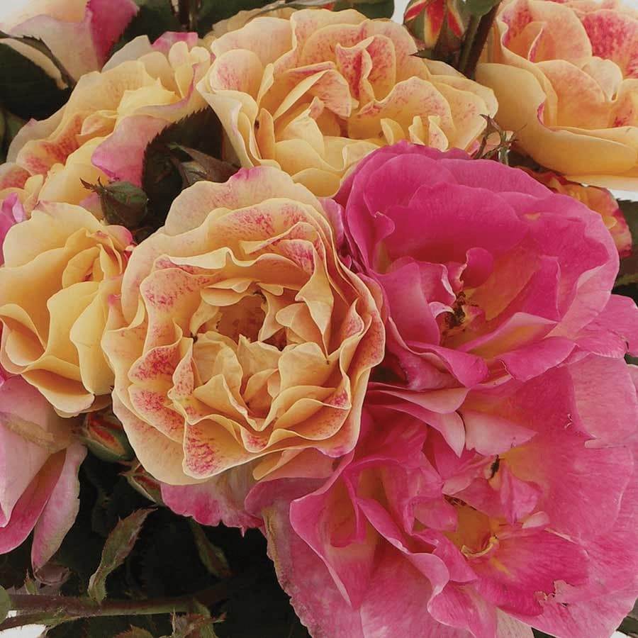 Champagne Cocktail Rose Bush Gift | Send a Rose Bush Gift UK