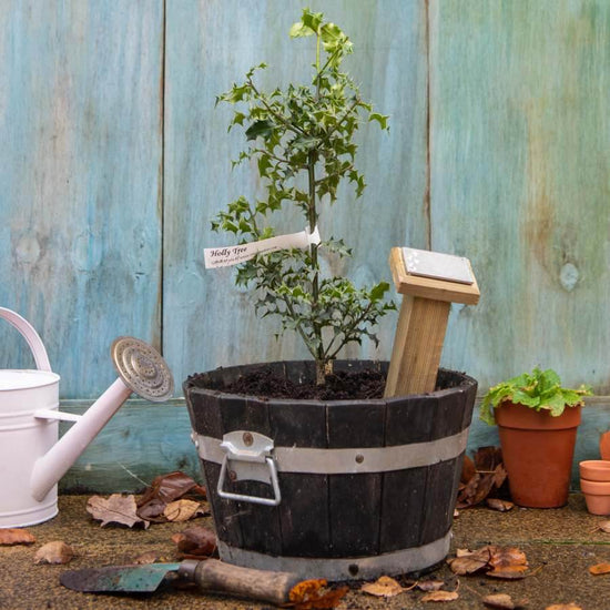 Send a Christening Tree Gift Pack | Tree2mydoor