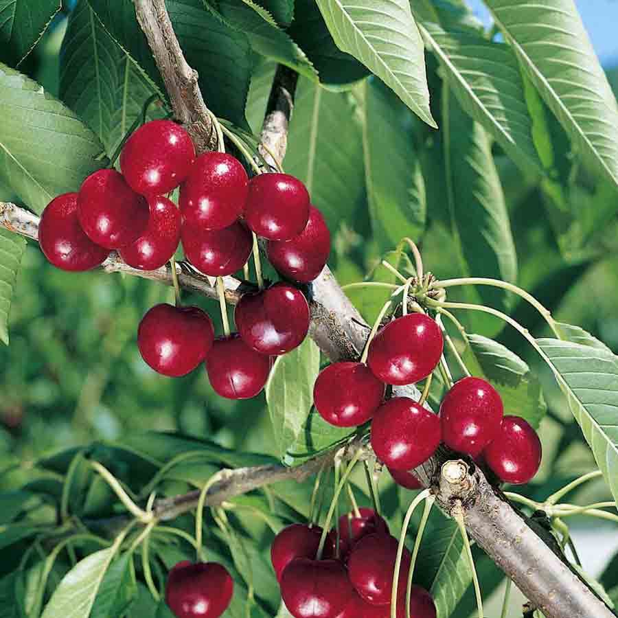 Dwarf Cinderella Cherry Tree Gift | Buy a Dwarf Cherry Tree