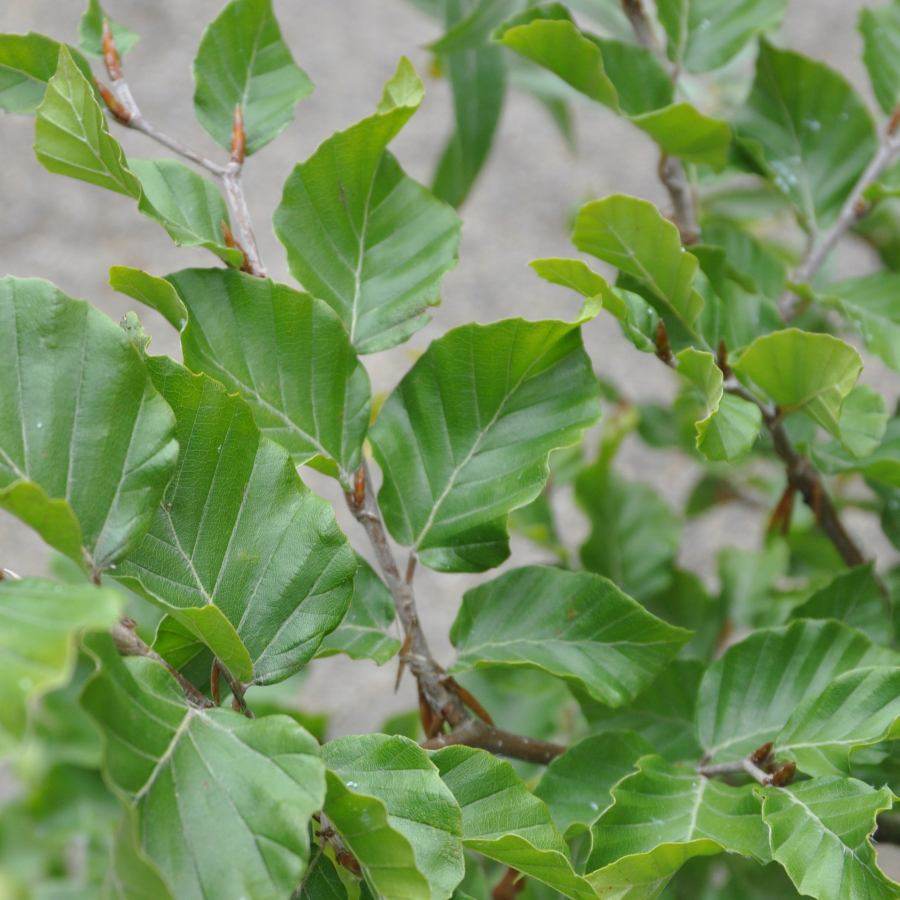 Buy Bare Root Fagus sylvatica (Common Beech) Hedge Pack