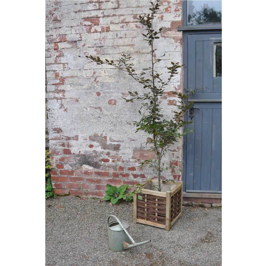 Large Copper Beech Tree | Large Purple Beech Tree