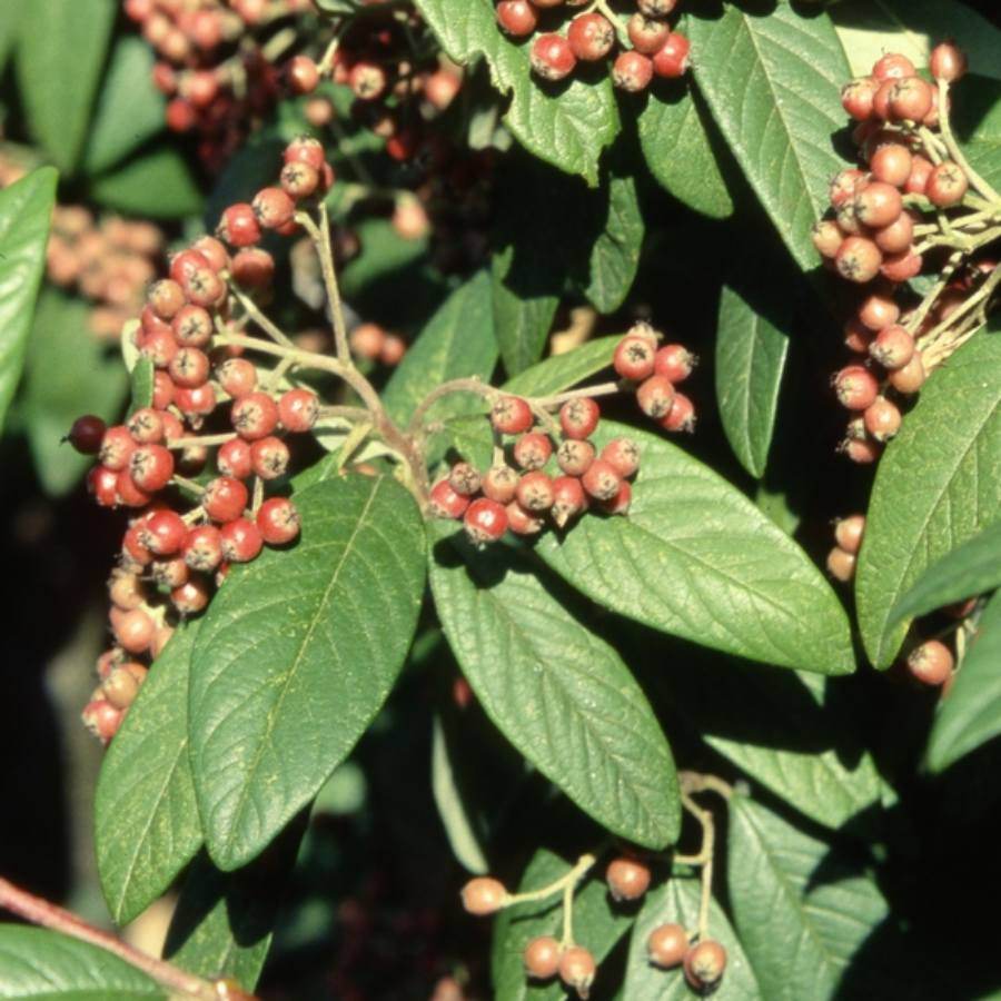 Cotoneaster Cornubia Tree | Gardeners Club Tree – Tree2mydoor