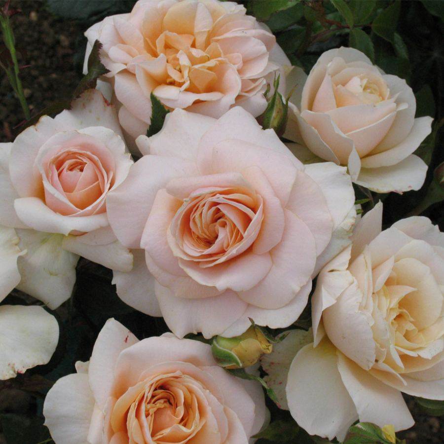 Cotton 2nd Anniversary Rose Bush Gift | Unique Cotton Gifts