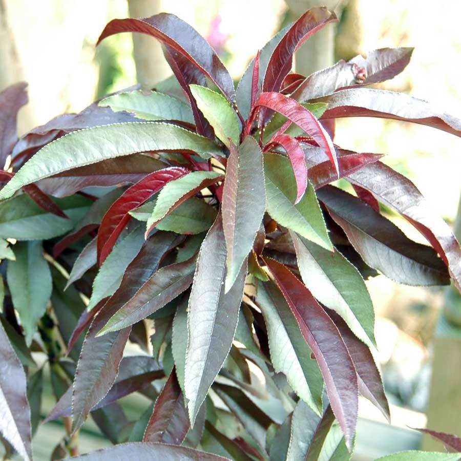 Dwarf Crimson Bonfire Peach Tree Gift | Send a Patio Peach Tree