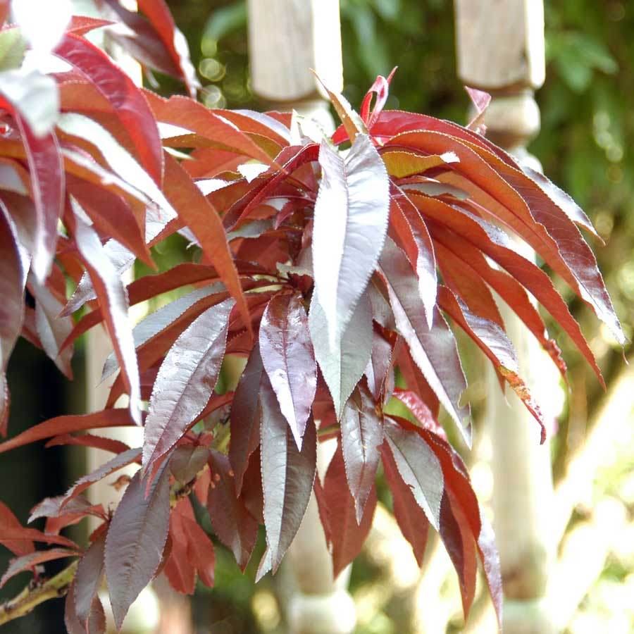 Dwarf Crimson Bonfire Peach Tree Gift | Send a Patio Peach Tree