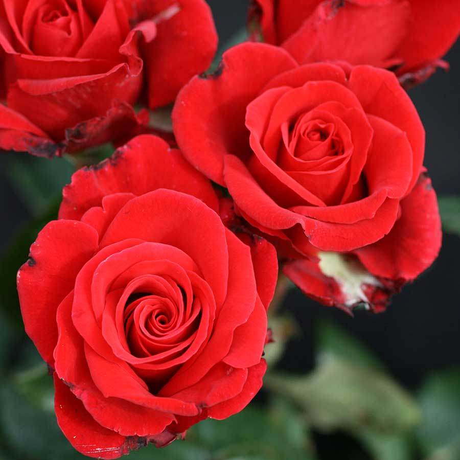 Happy Ruby Wedding Rose Bush Gift | 40th Anniversary Gift