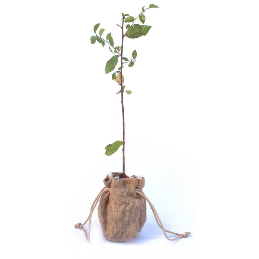 Blackthorn Tree Gift | Send a Prunus Spinosa Tree Sapling as a Gift