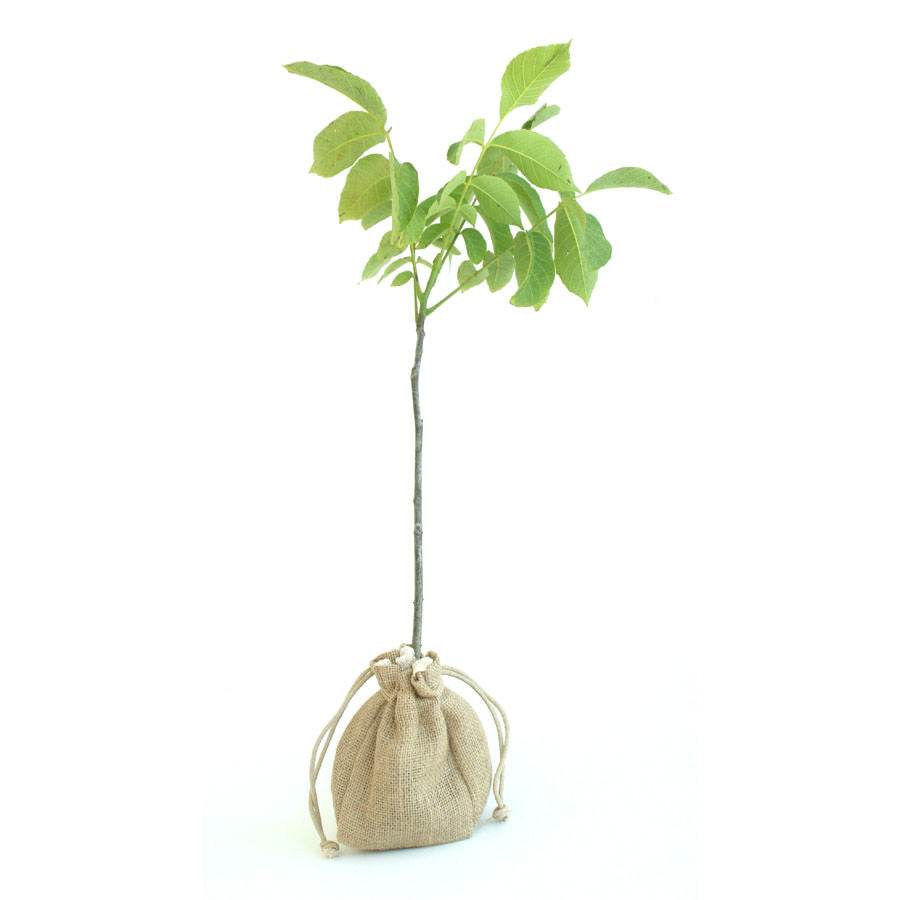 Walnut Tree Gift | Send a Walnut Sapling as a Gift