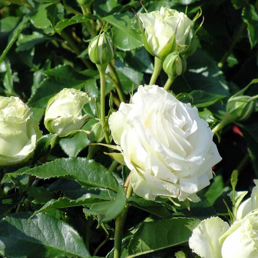 60th (Diamond) Wedding Anniversary Rose Gift Pack