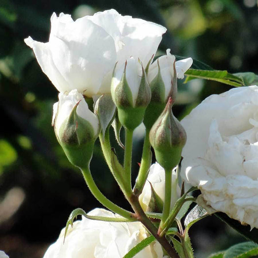 Diamond 60th Anniversary Rose Gift | White Rose Bush – Tree2mydoor