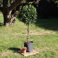 Double Corkscrew Bay Tree Gift | Send a Double Twisted Bay Tree ...