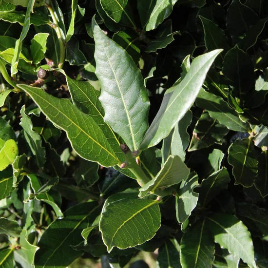 Double Corkscrew Bay Tree Gift | Send a Double Twisted Bay Tree