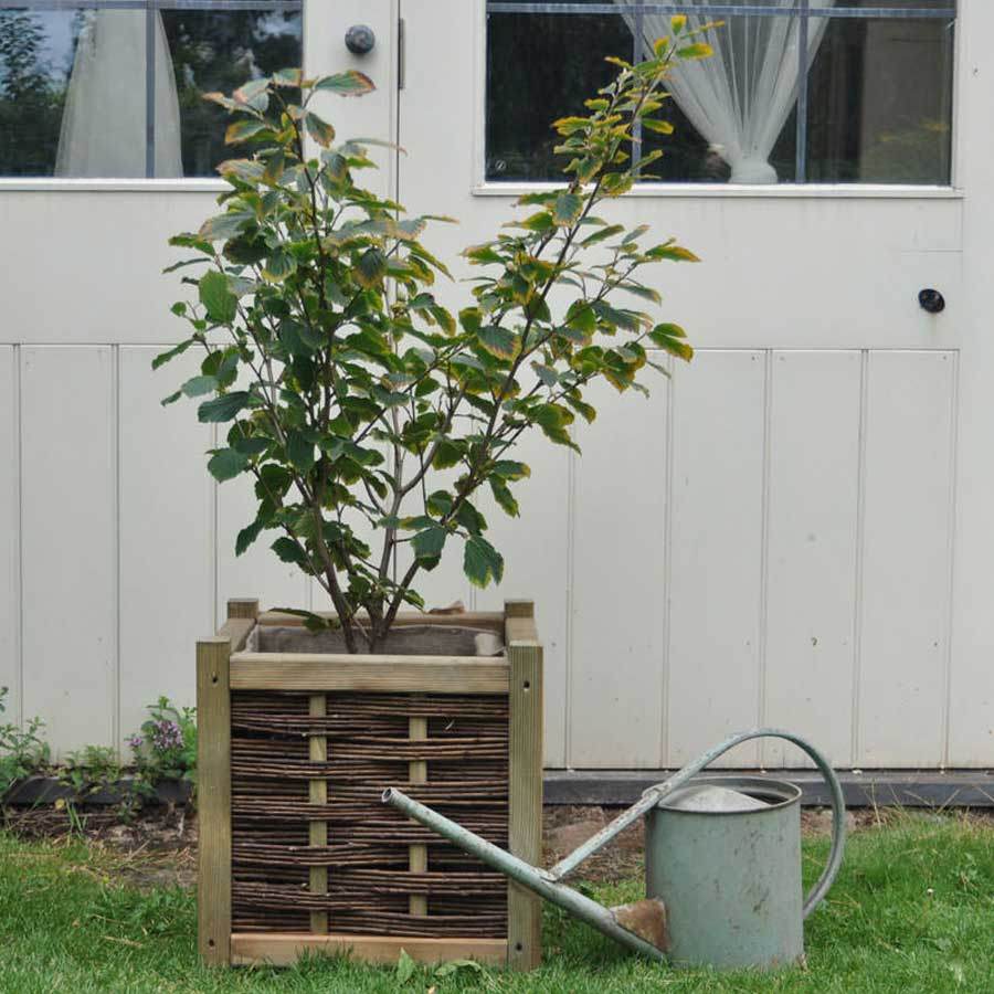 Witch Hazel Tree Gift | Buy an Arnold Promise Tree – Tree2mydoor