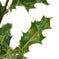 Holly Tree Sapling Gift | Send a Holly Sapling as a Gift – Tree2mydoor