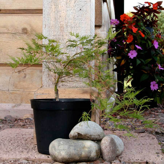 Emerald Lace Japanese Maple Tree Gift – Tree2mydoor