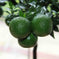 Chinotto Tree Gift | Send a Unique Campari Tree | Citrus Myrtifolia ...