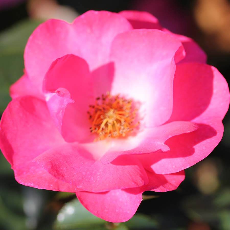 Rosy Cheeks Rose Bush Gift | Pretty Pink Rose Gifts