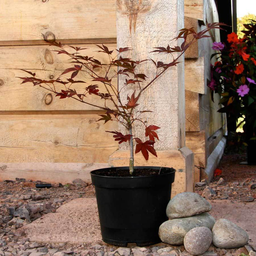 Fireglow Japanese Maple Tree Gift | Acer Palmatum Fireglow