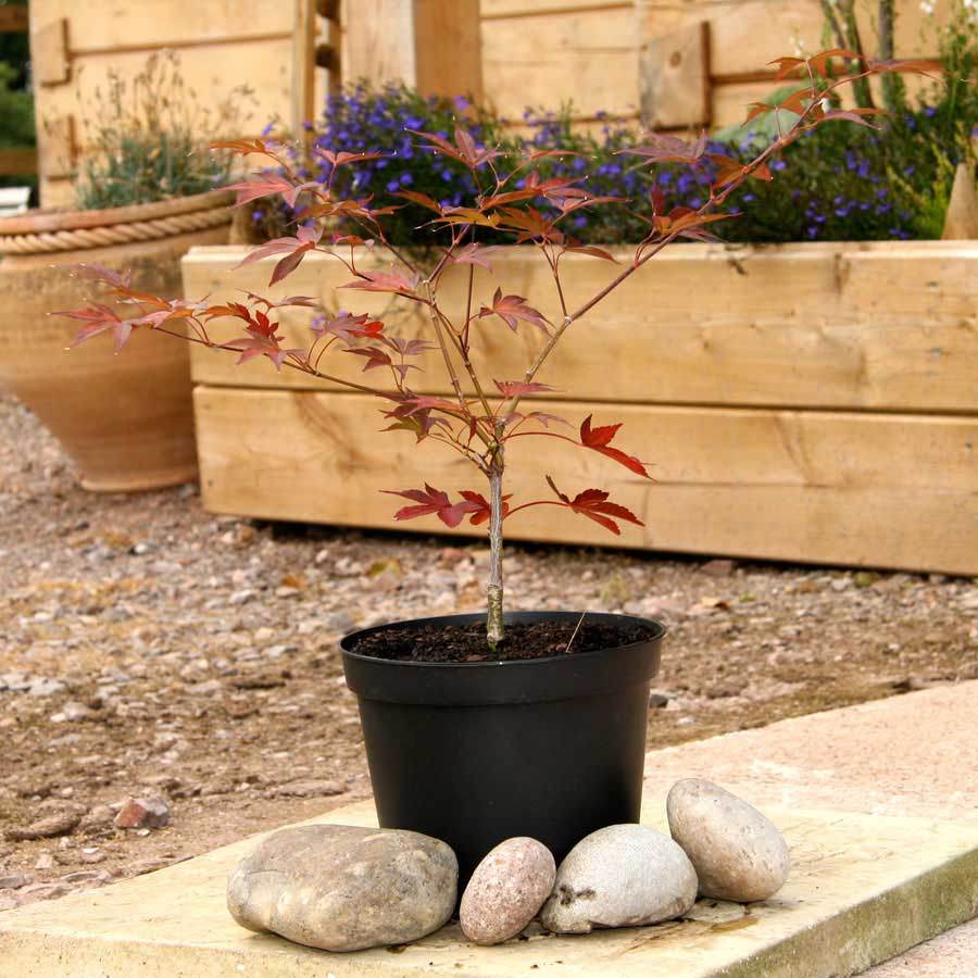 Fireglow Japanese Maple Tree Gift | Acer Palmatum Fireglow