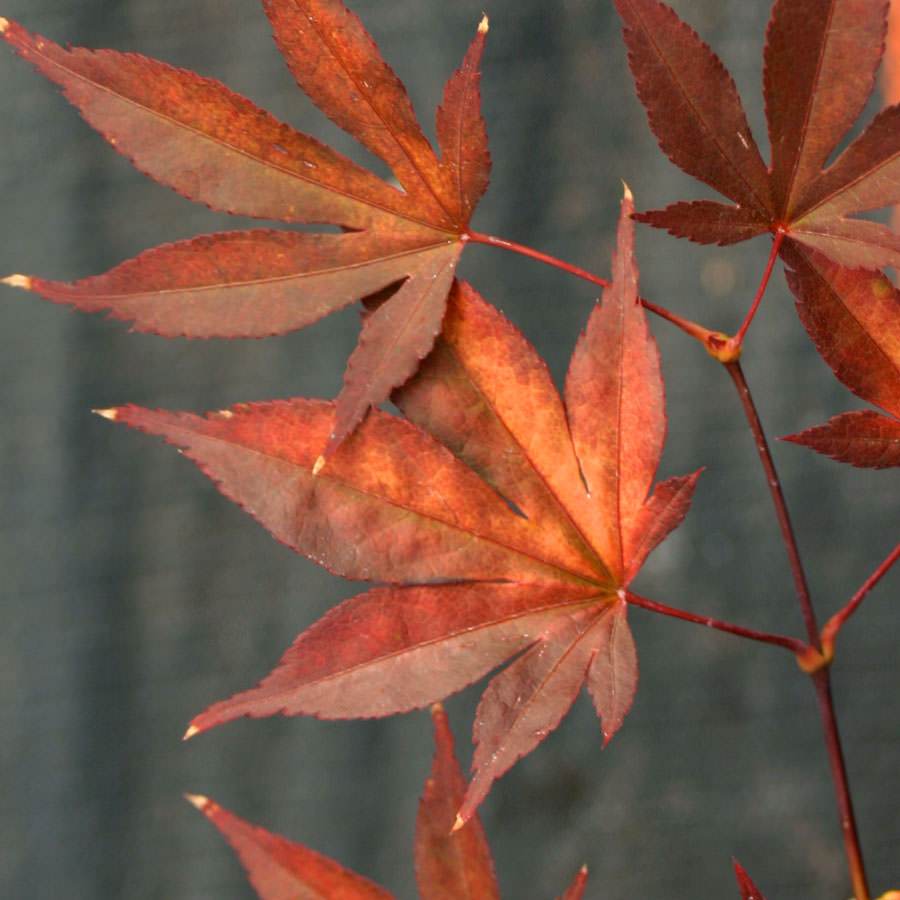 Fireglow Japanese Maple Tree Gift | Acer Palmatum Fireglow