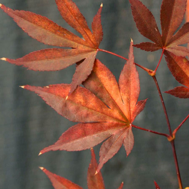 Fireglow Japanese Maple Tree Gift | Acer Palmatum Fireglow