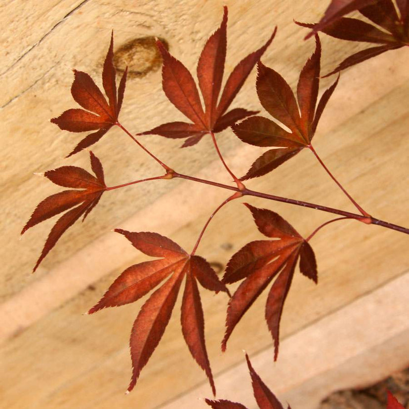 Fireglow Japanese Maple Tree Gift | Acer Palmatum Fireglow