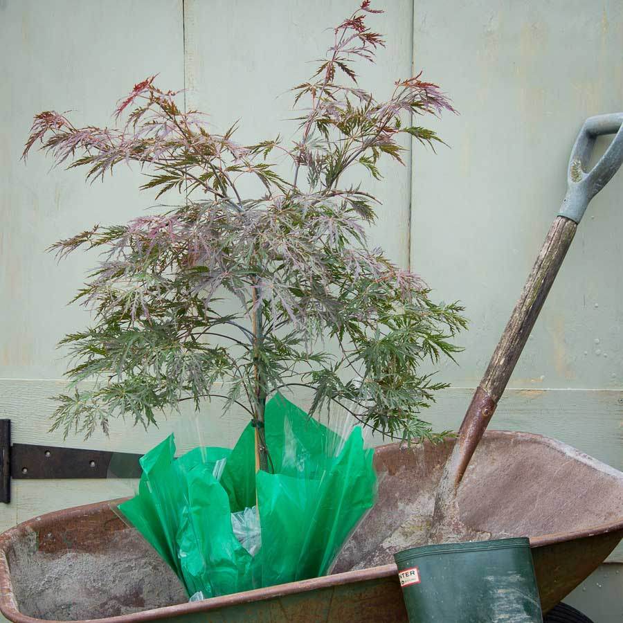Garnet Japanese Maple Tree Gift | Send a Acer palmatum 'Garnet'
