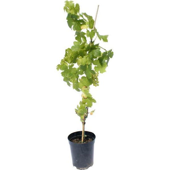 White Grape Vine Gift | Buy a Quality Lakemont Grape Vine