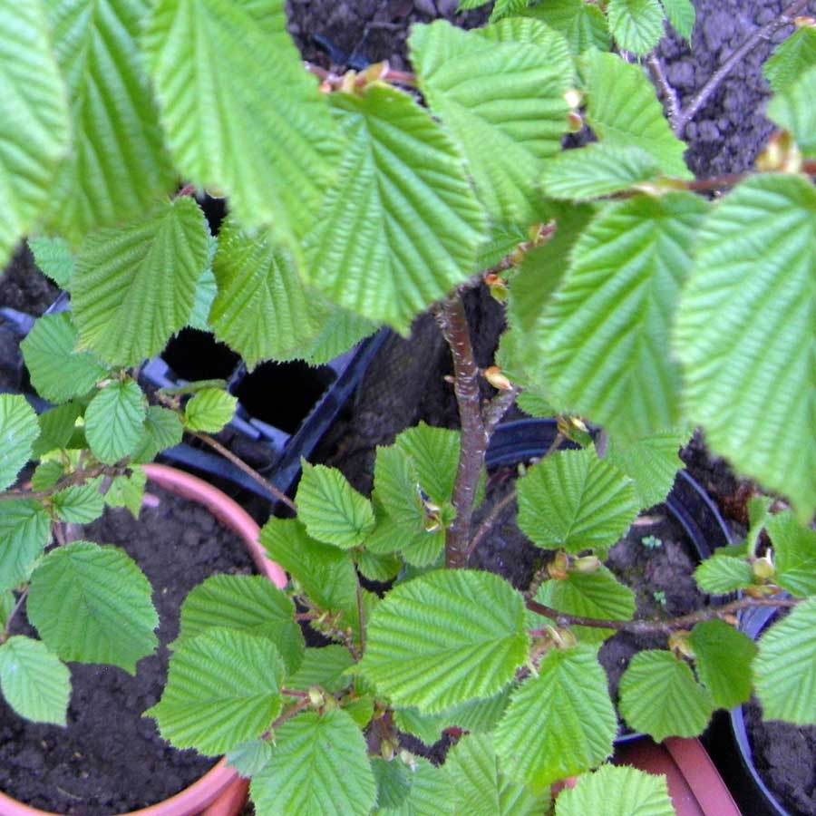 Hazel Truffle Tree Gift 4 Pack | Send Hazel Truffle Trees