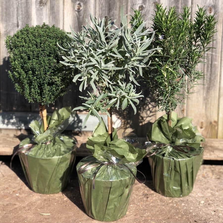 Herb Garden Gift | Order Herb Plants by Post